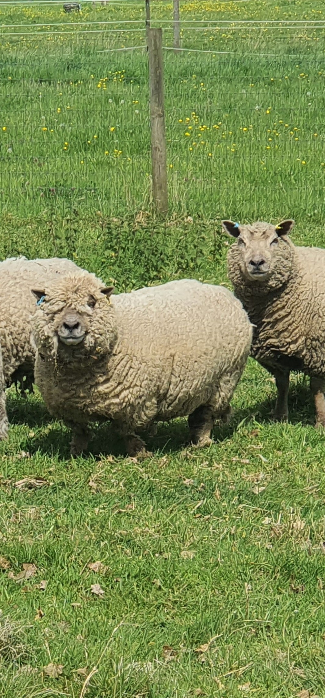 Raw unwashed Sheep's wool – Farm to Fibre