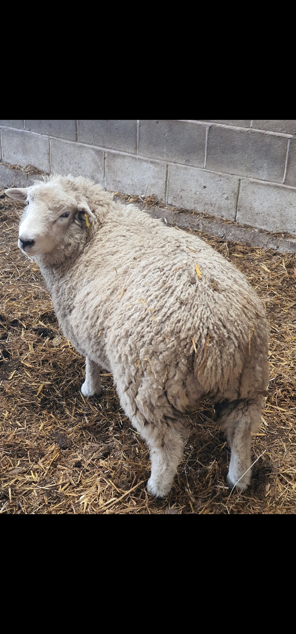 Raw unwashed Sheep's wool – Farm to Fibre