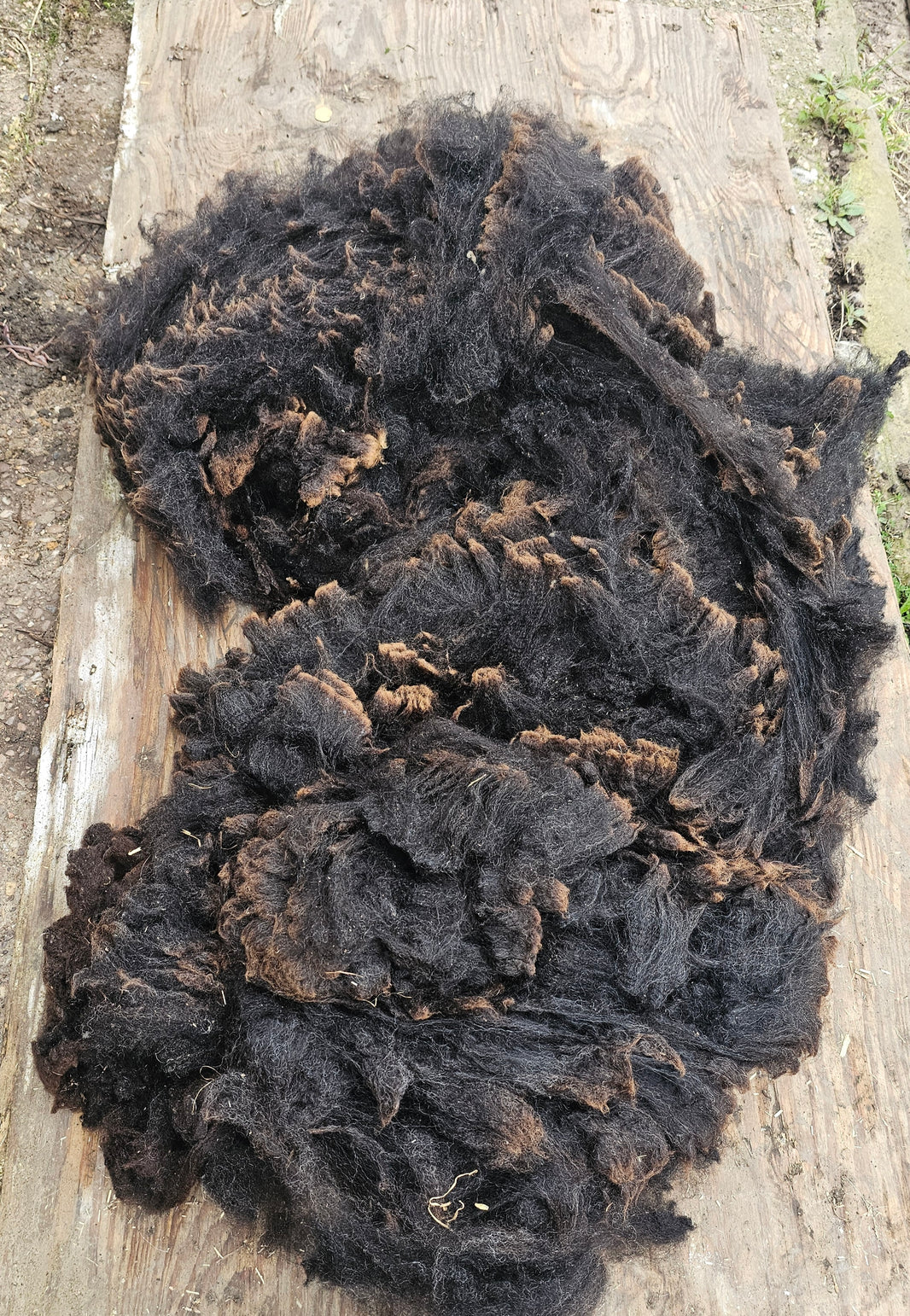 Raw unwashed Sheep's wool – Farm to Fibre